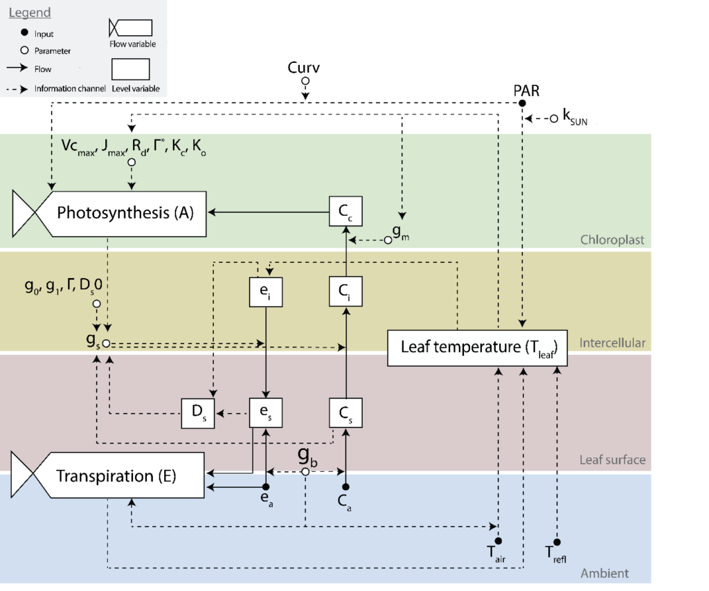Leaf gas exchange models try-out - Beyond The Boundary